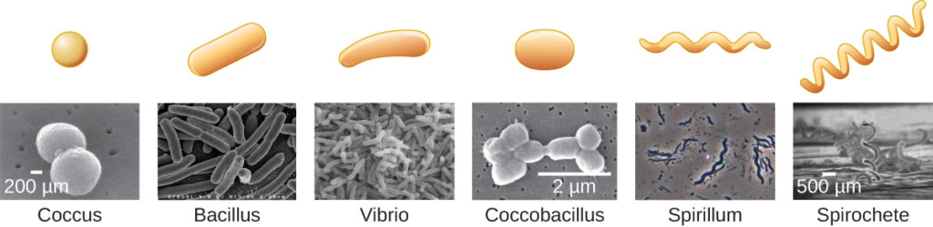 1.1 Cell Theory, Basic Properties of Cells & Origin of Eukaryotic Cells ...