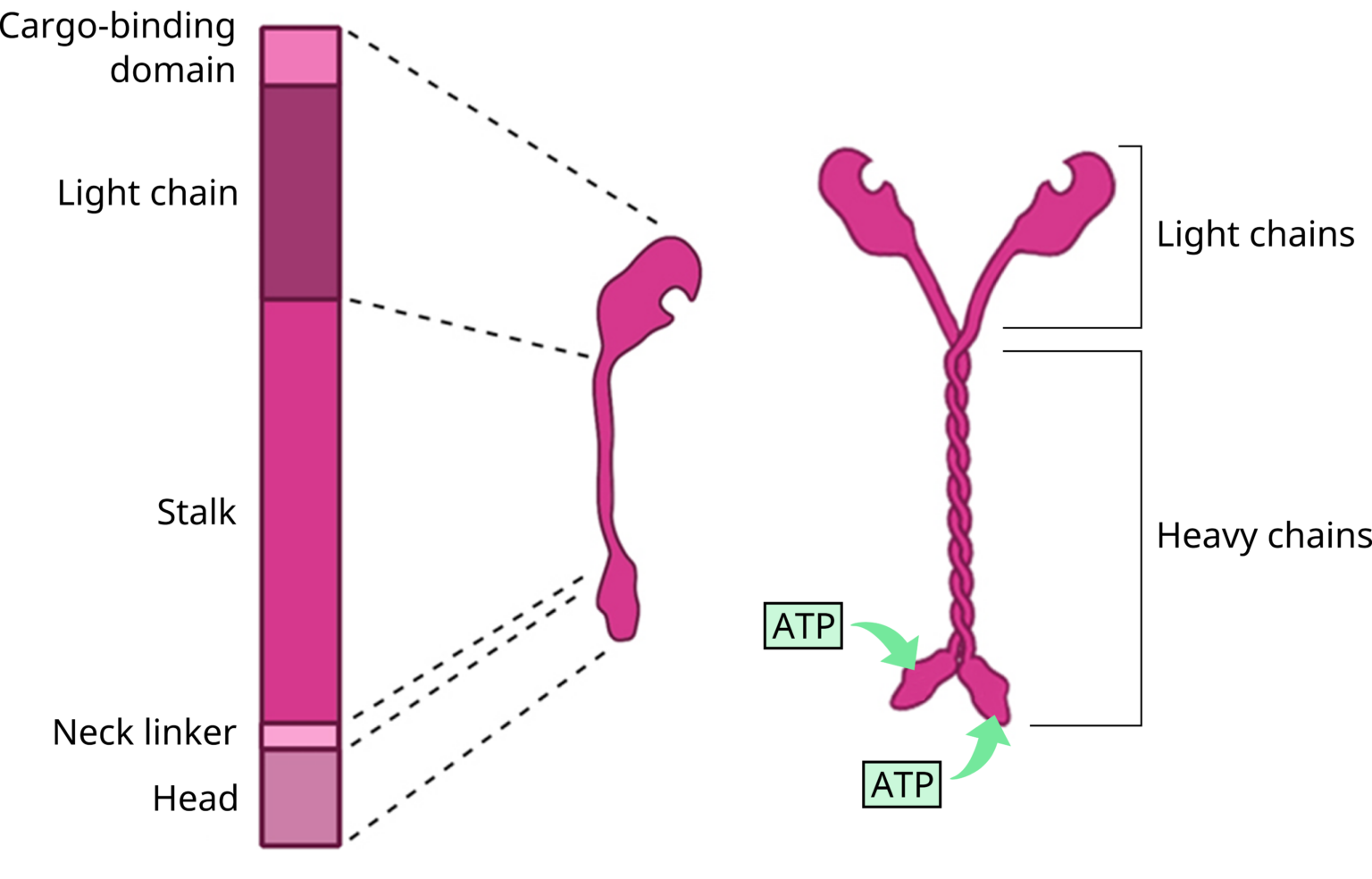 3.5 Transport Using the Cytoskeleton – Cell & Molecular Biology